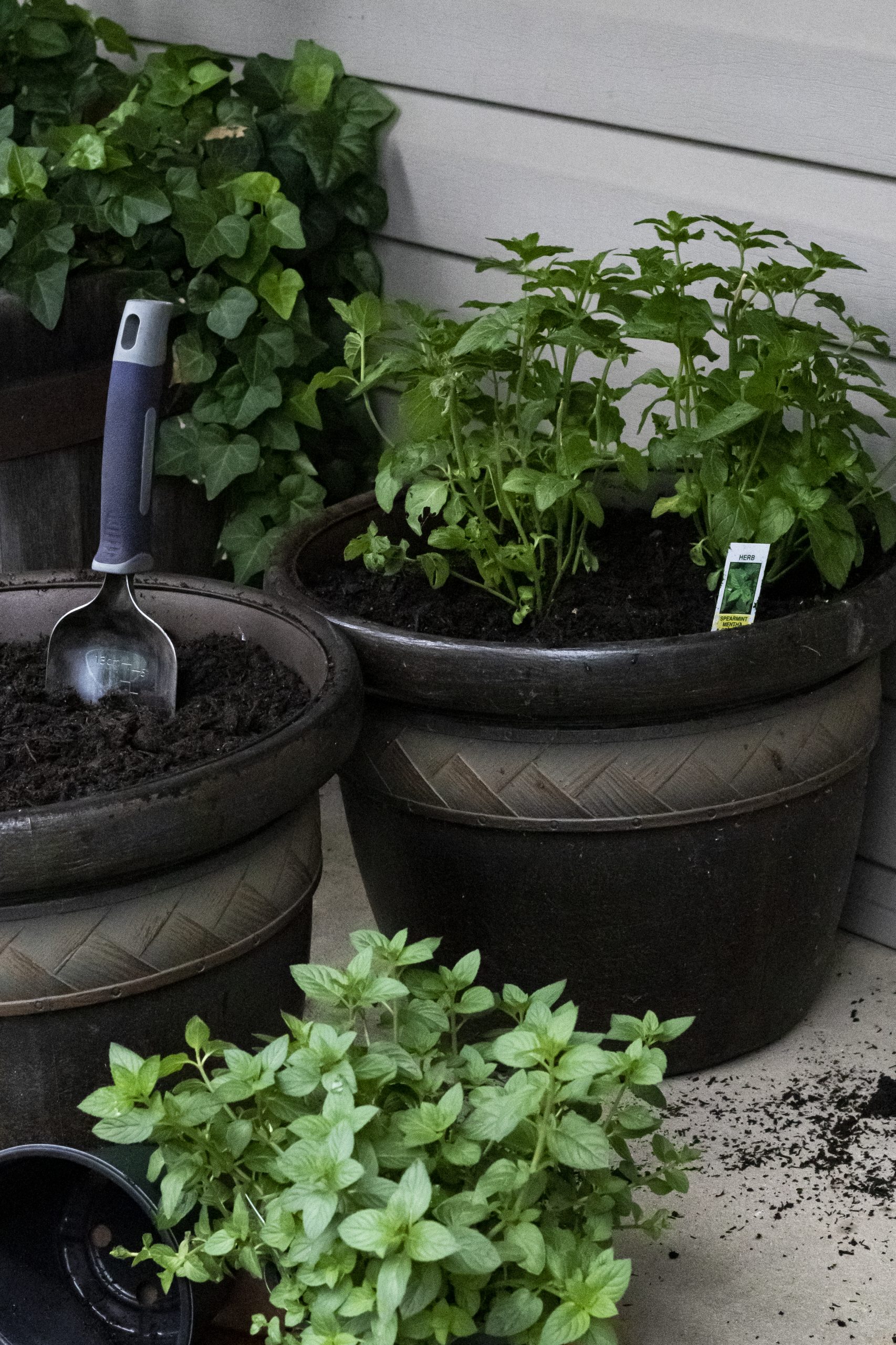 Growing Sweet, Seductive Mint - Countryside